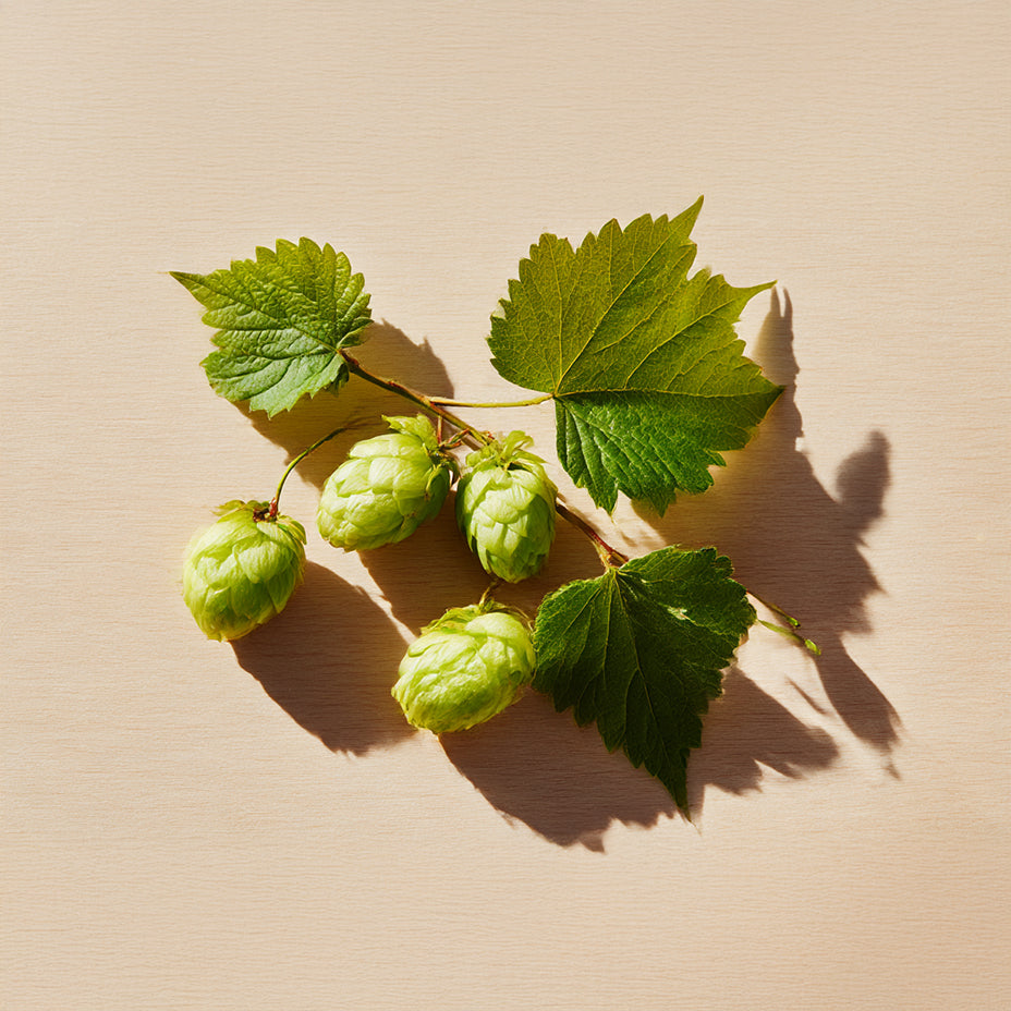 Hops – DigestLive™